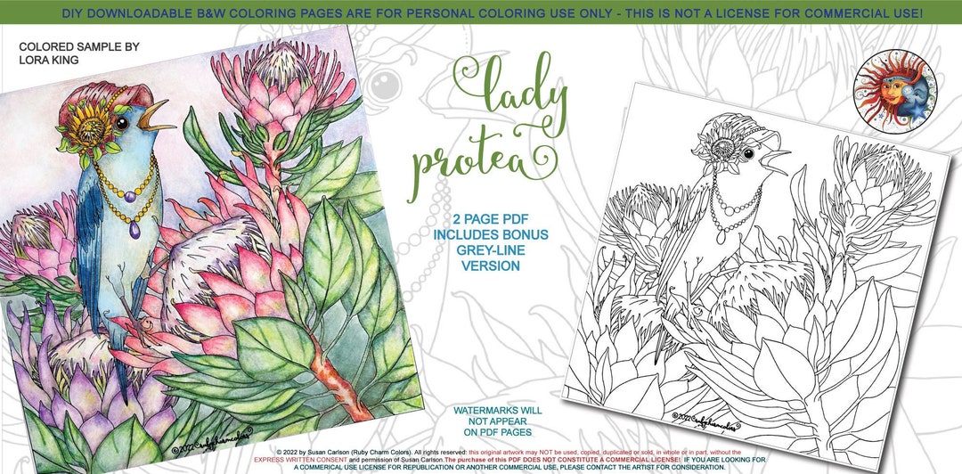 Lady Protea: Downloadable 2-page PDF, Coloring Page, Print, Color ...