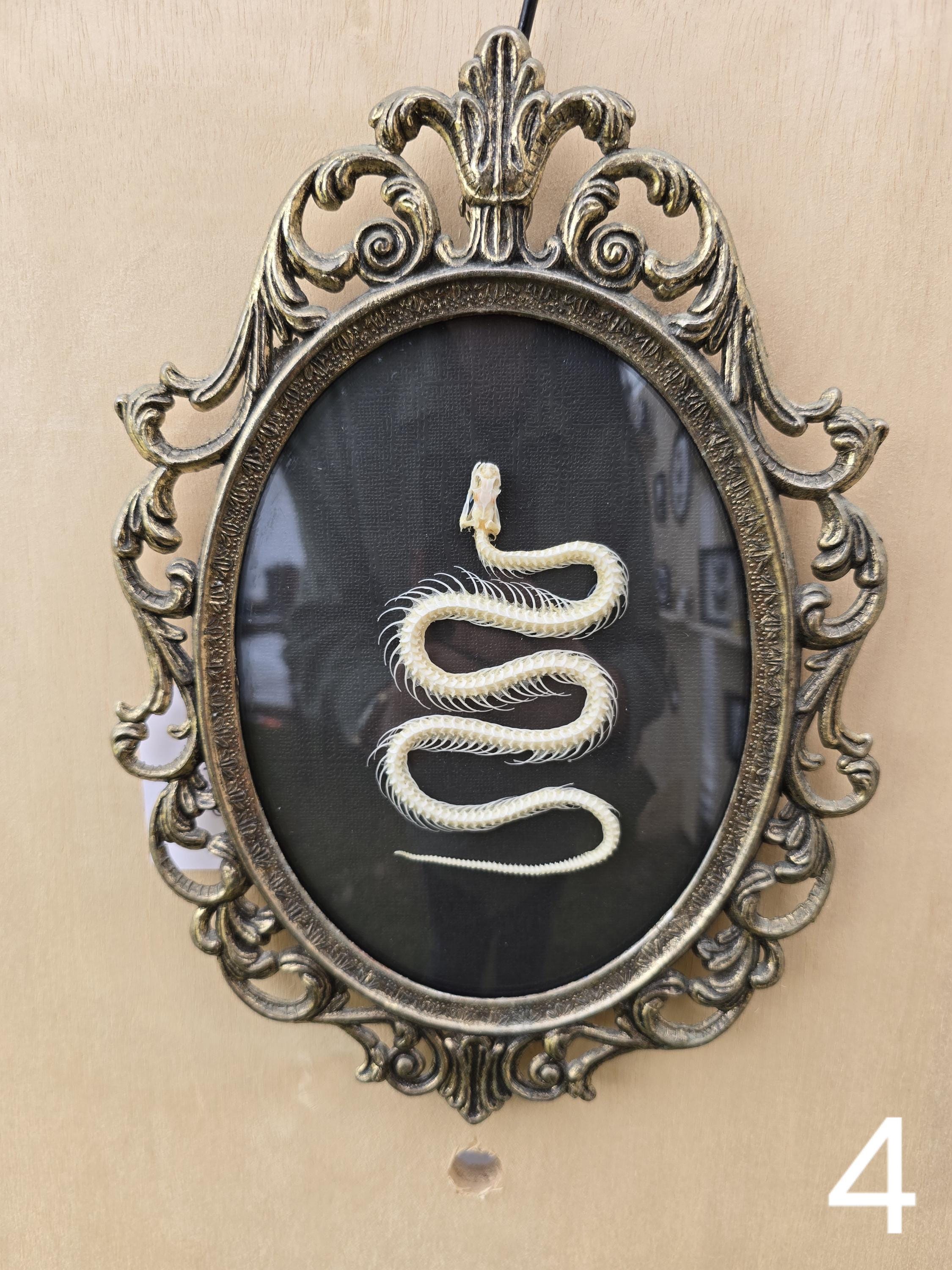 Real Snake Skeleton in Vintage Ornate Frame - Etsy