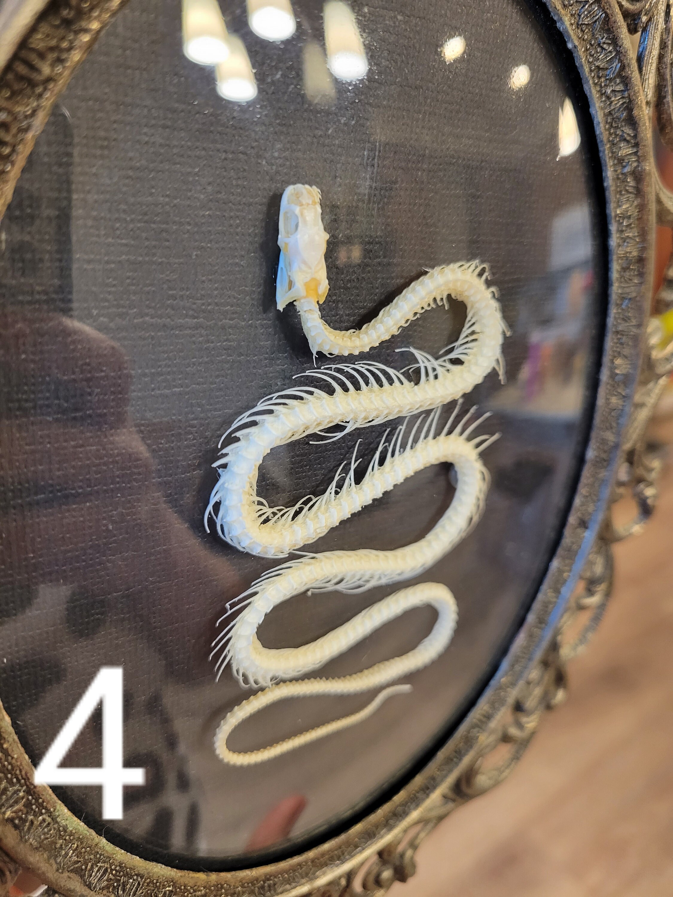 Real Snake Skeleton in Vintage Ornate Frame - Etsy