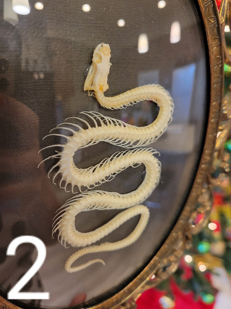 Real Snake Skeleton in Vintage Ornate Frame - Etsy
