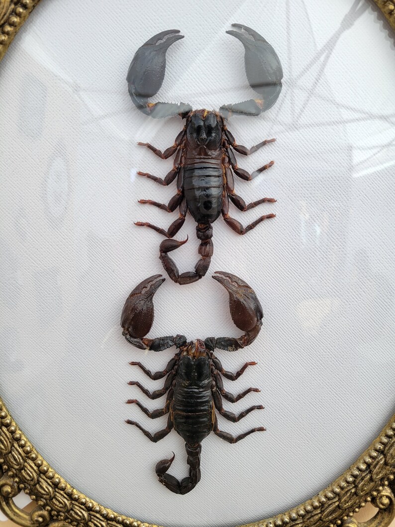 Real Scorpions in Vintage Ornate Frame - Etsy