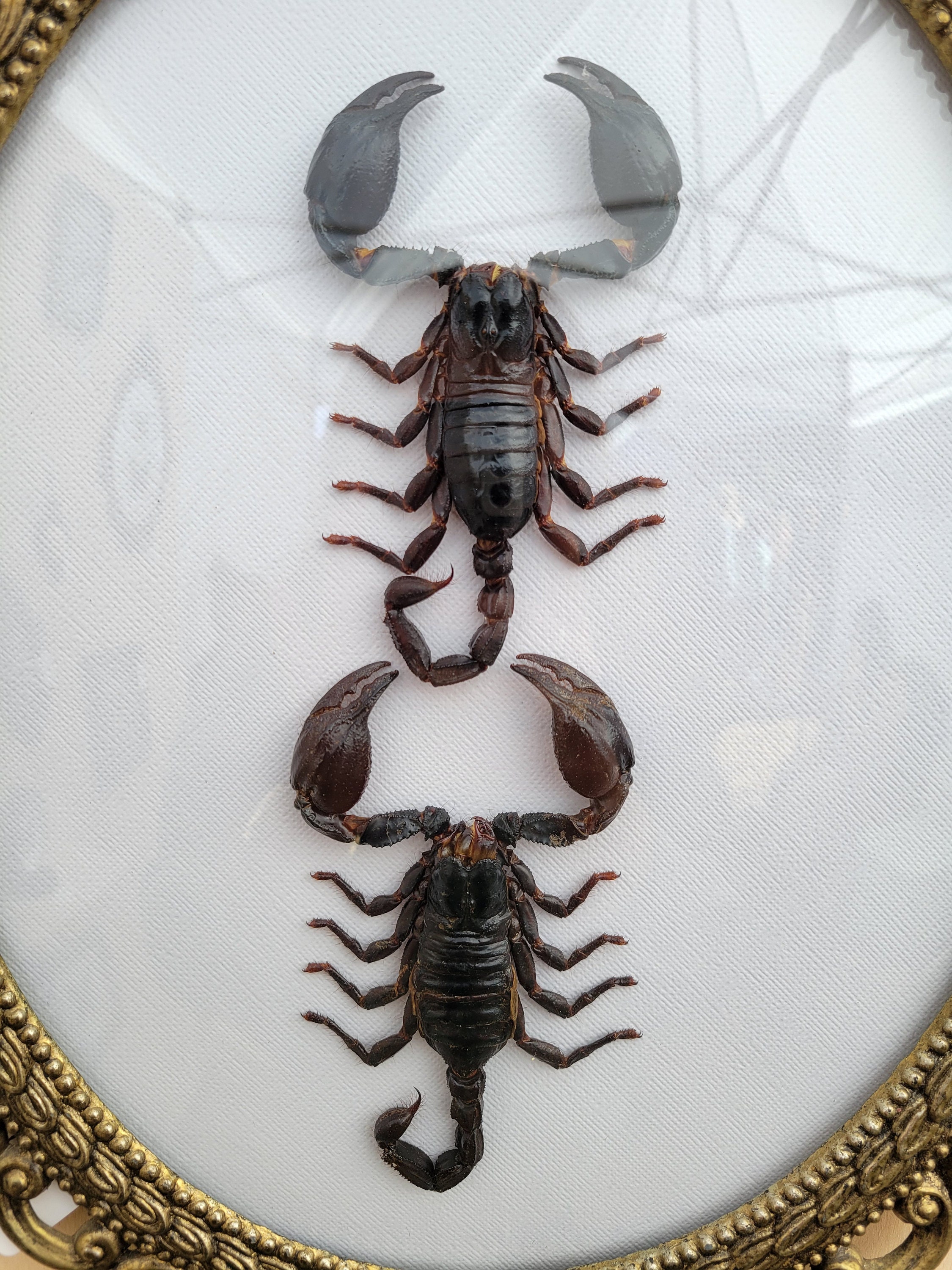 Real Scorpions in Vintage Ornate Frame - Etsy