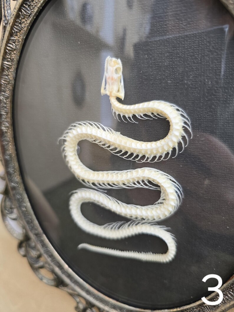 Real Snake Skeleton in Vintage Ornate Frame - Etsy