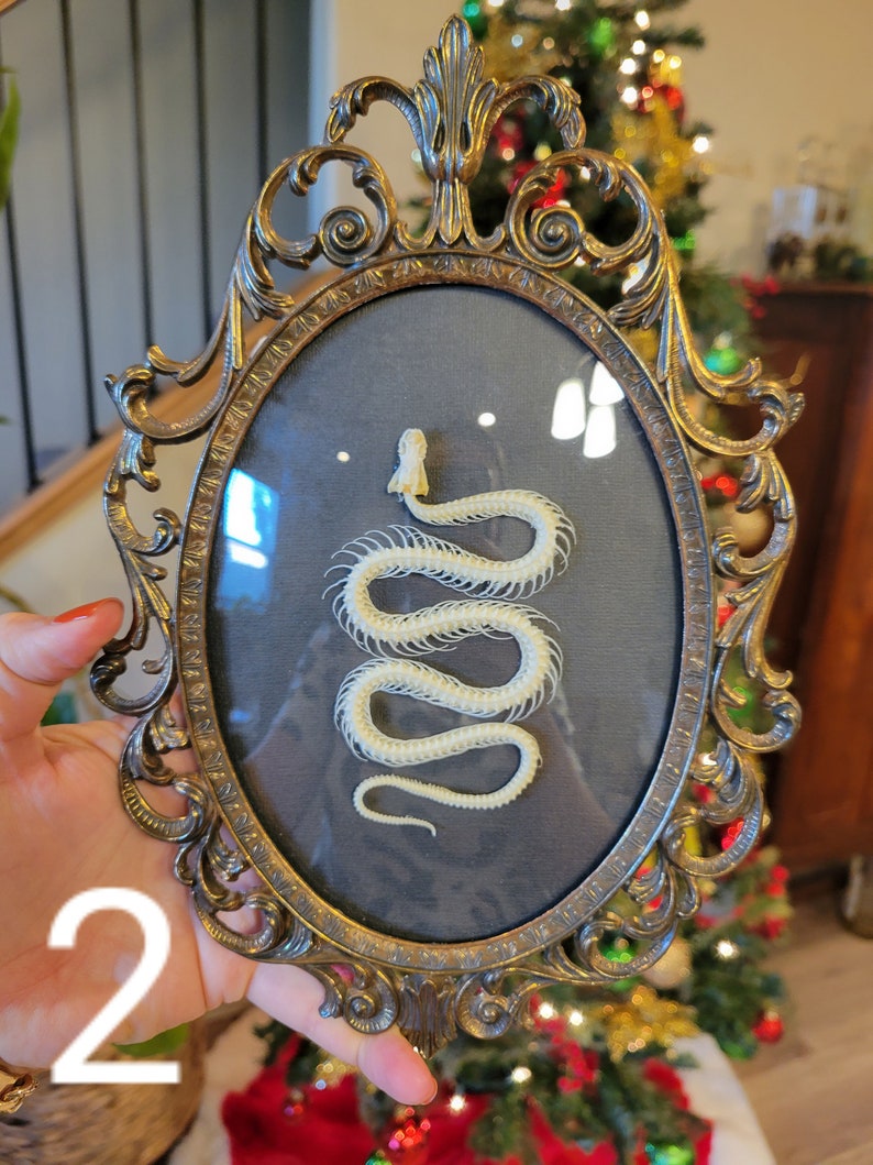 Real Snake Skeleton in Vintage Ornate Frame - Etsy
