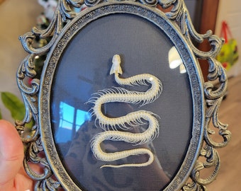 Real Scorpions in Vintage Ornate Frame - Etsy