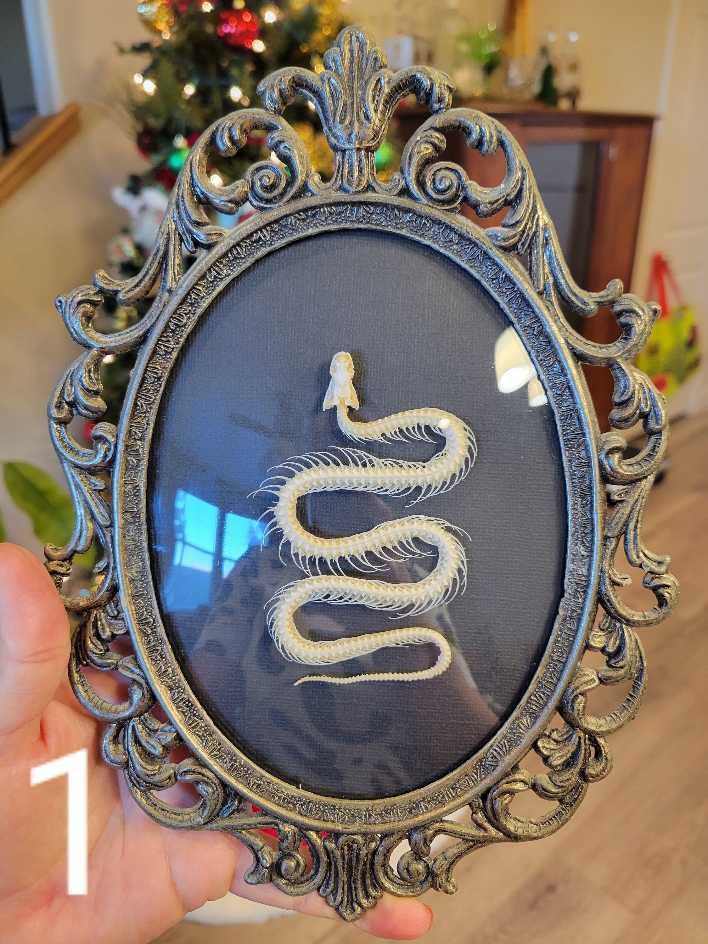 Real Snake Skeleton in Vintage Ornate Frame - Etsy