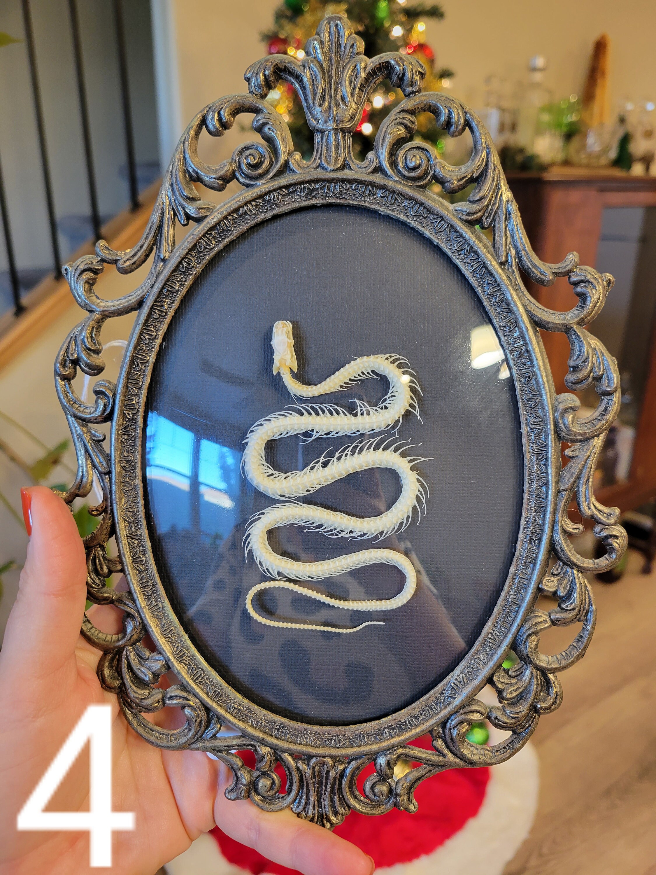 Real Snake Skeleton in Vintage Ornate Frame - Etsy