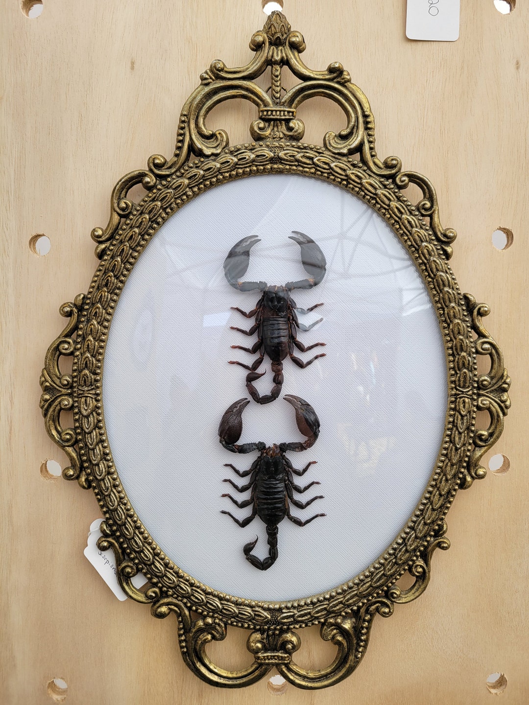 Real Scorpions in Vintage Ornate Frame - Etsy