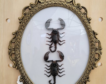 Real Scorpions in Vintage Ornate Frame - Etsy