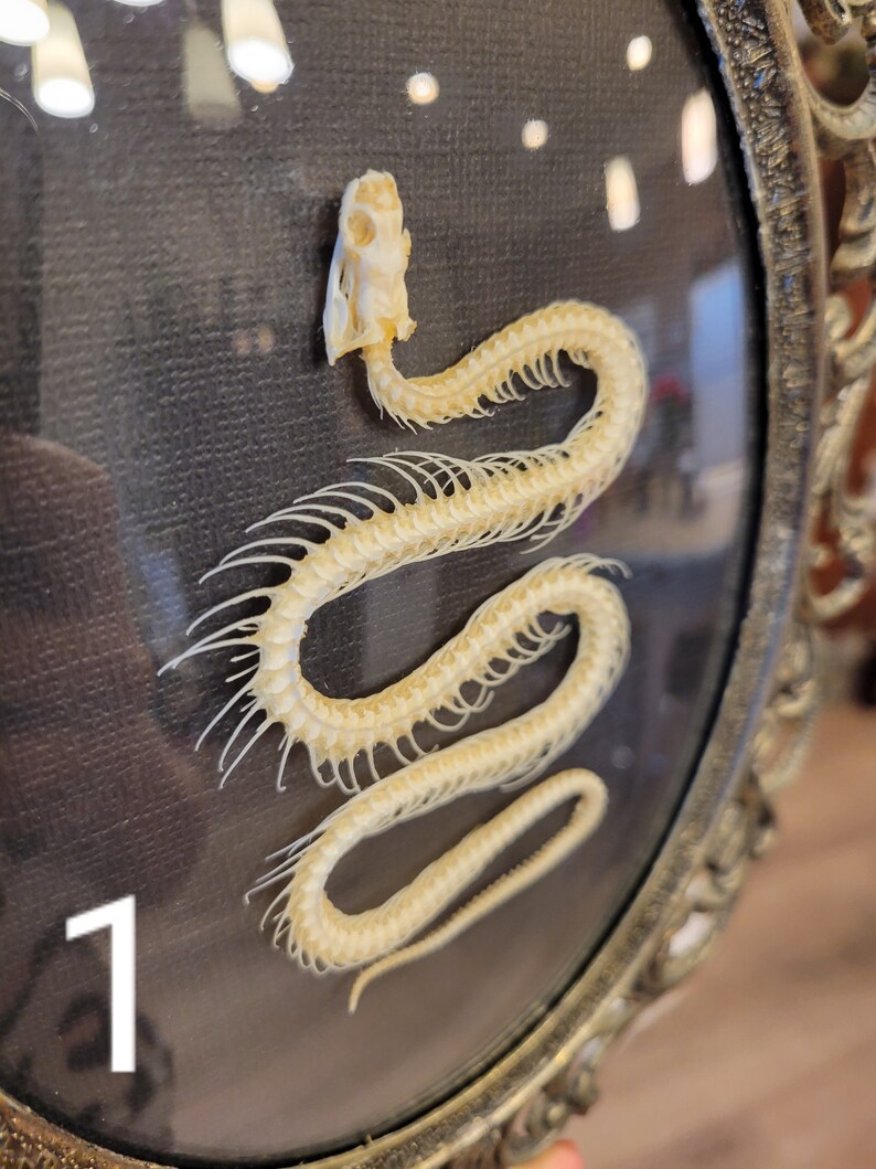 Real Snake Skeleton in Vintage Ornate Frame - Etsy