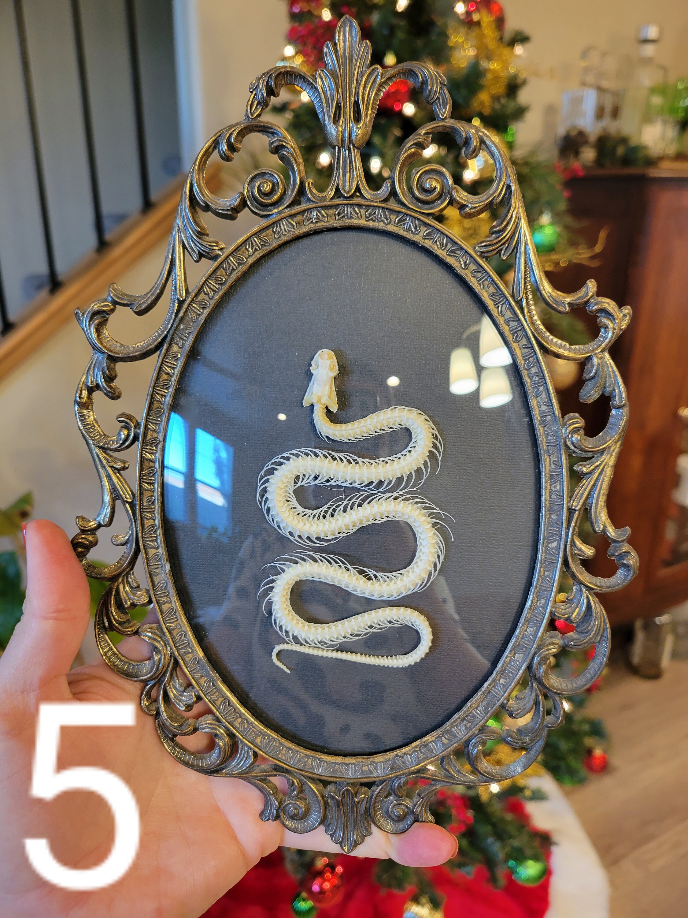 Real Snake Skeleton in Vintage Ornate Frame - Etsy