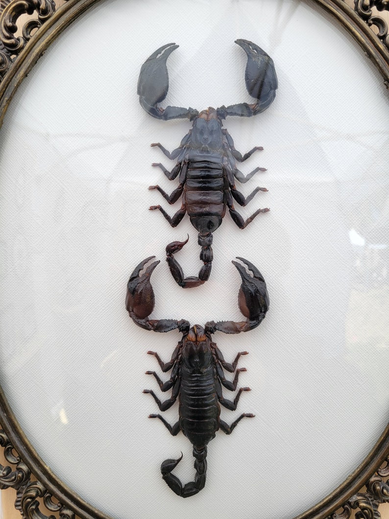 Real Scorpions in Vintage Ornate Frame - Etsy
