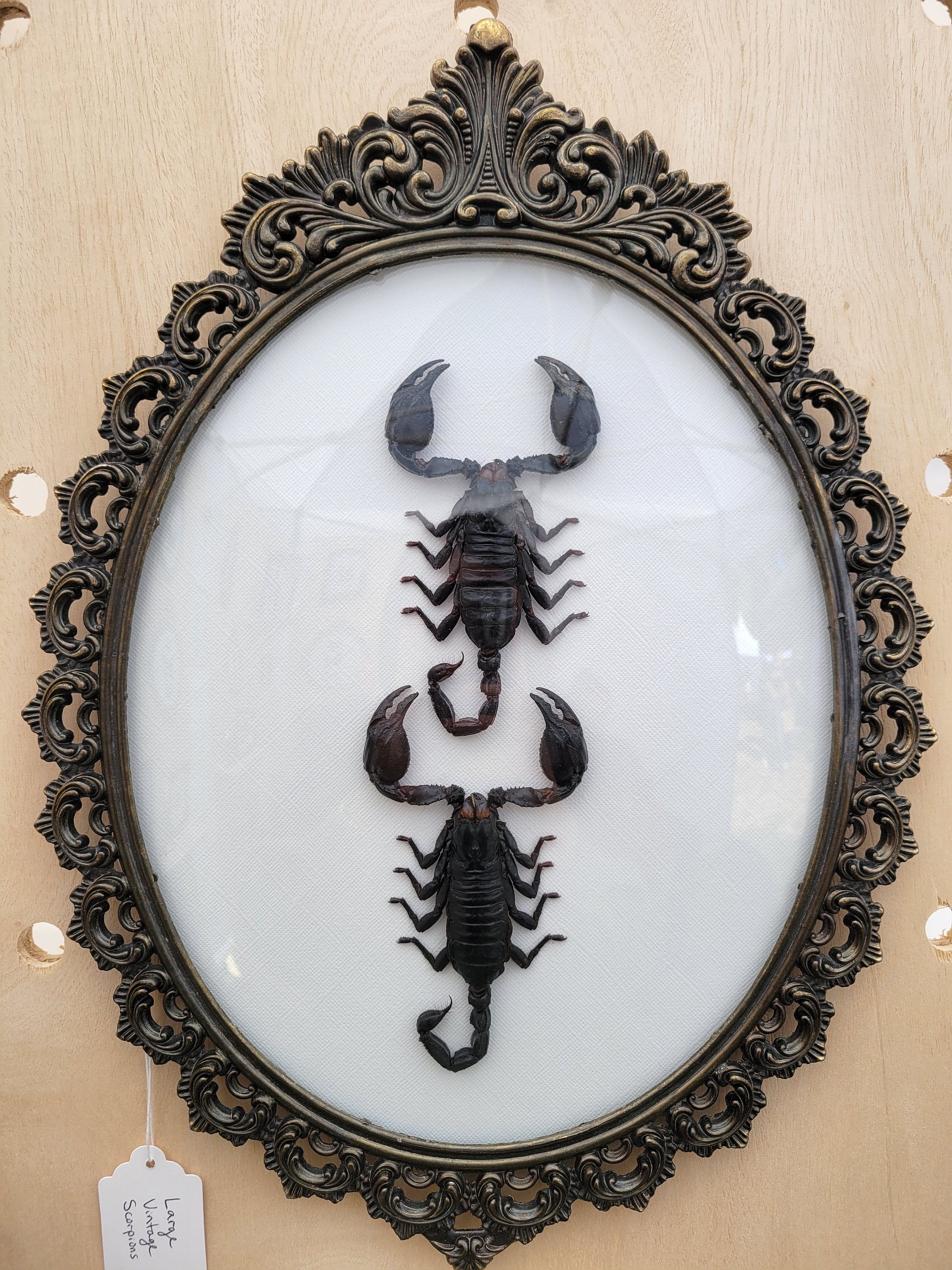 Real Scorpions in Vintage Ornate Frame - Etsy