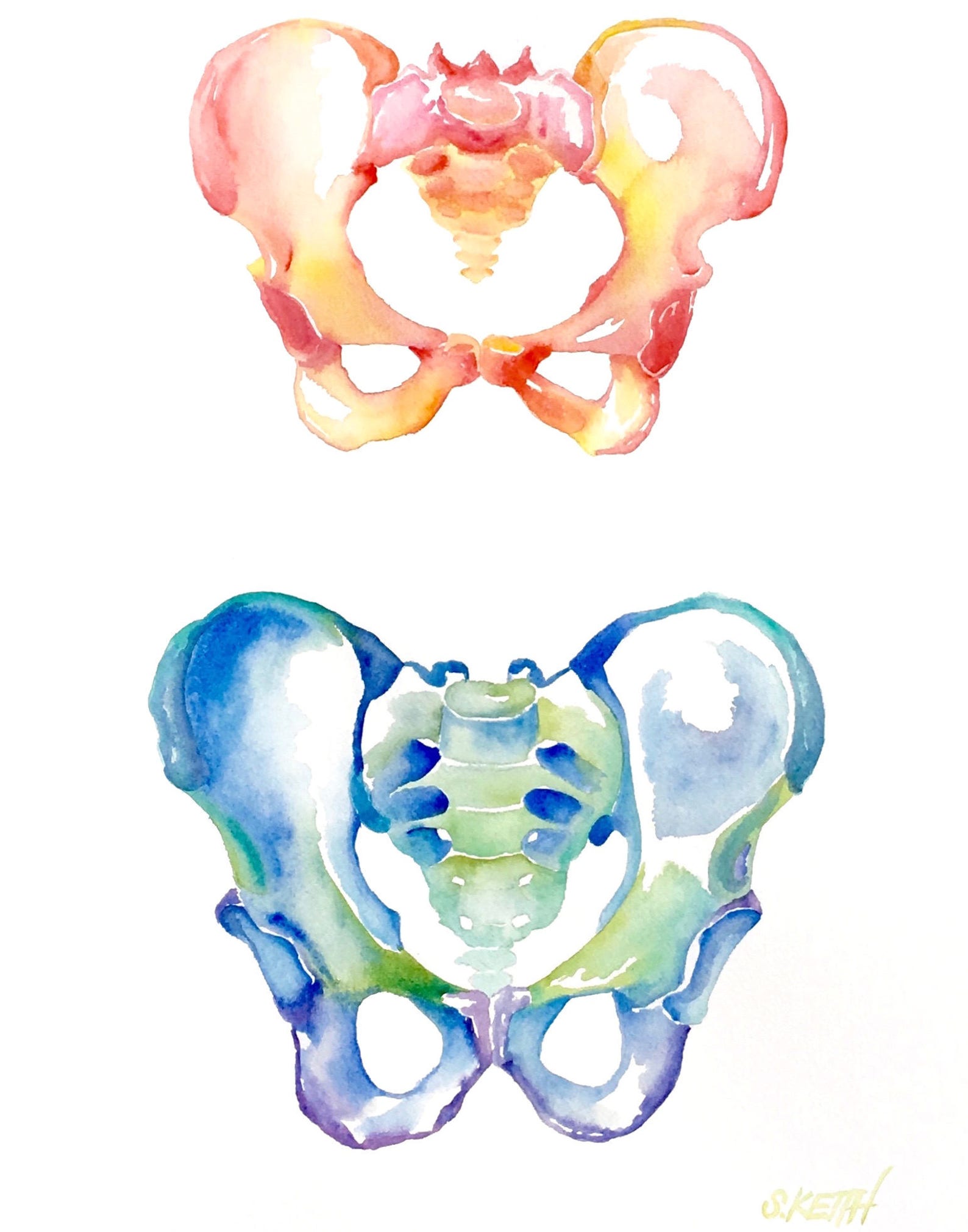 Watercolor Anatomical Pelvis watercolor anatomy medical art | Etsy