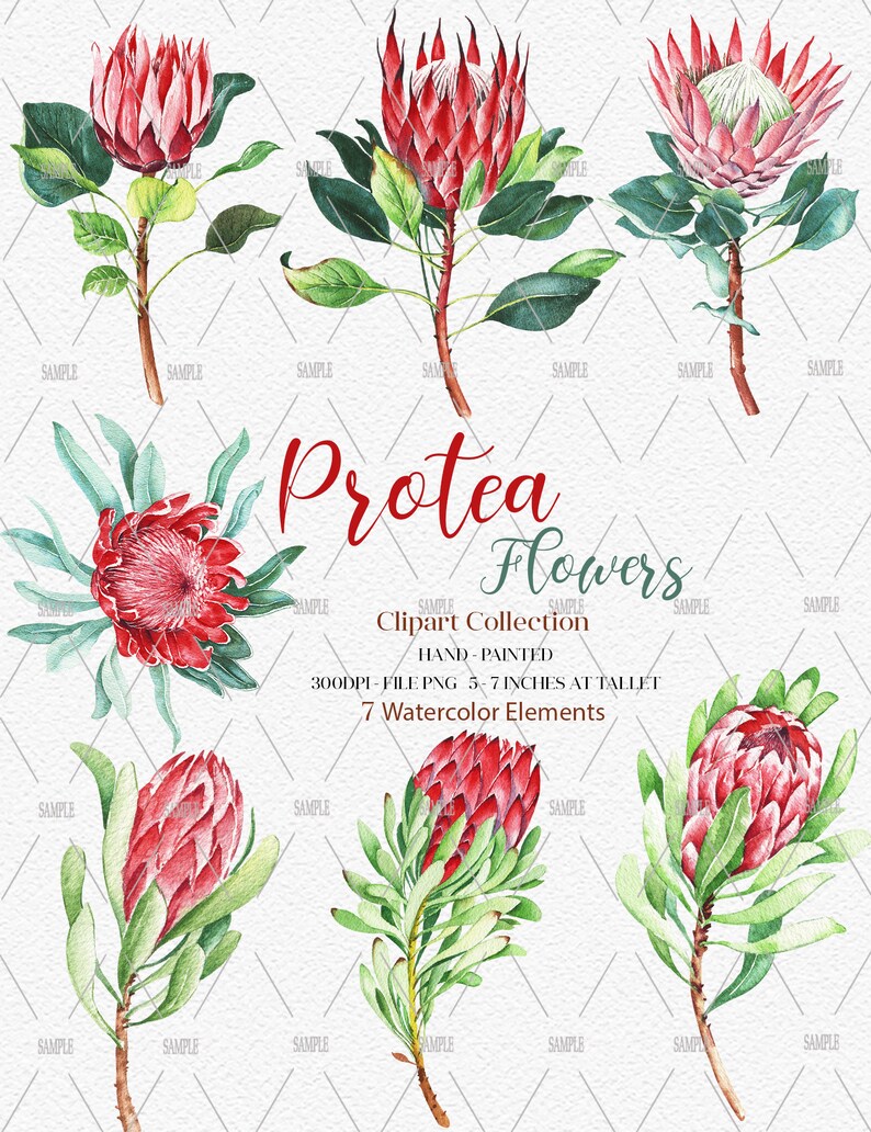 Watercolor Protea Flower Clipart,protea Flower Elements,protea Flower ...