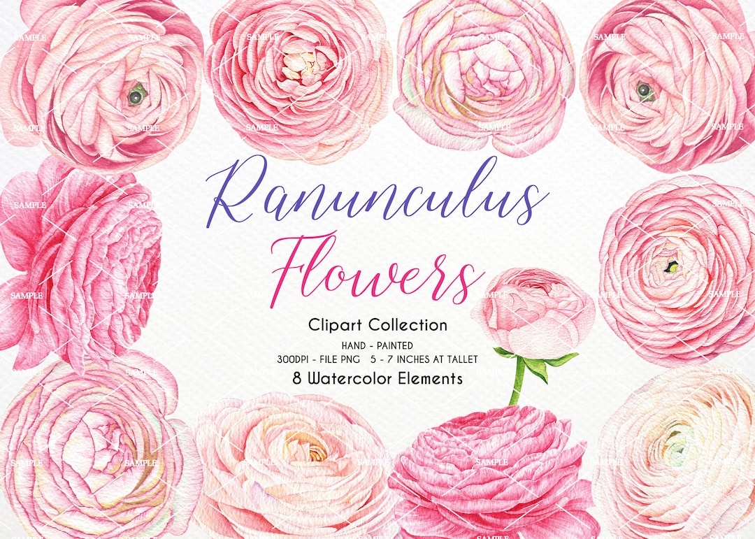 Watercolor Ranunculus Flower Clipart,ranunculus Flower Flower ...