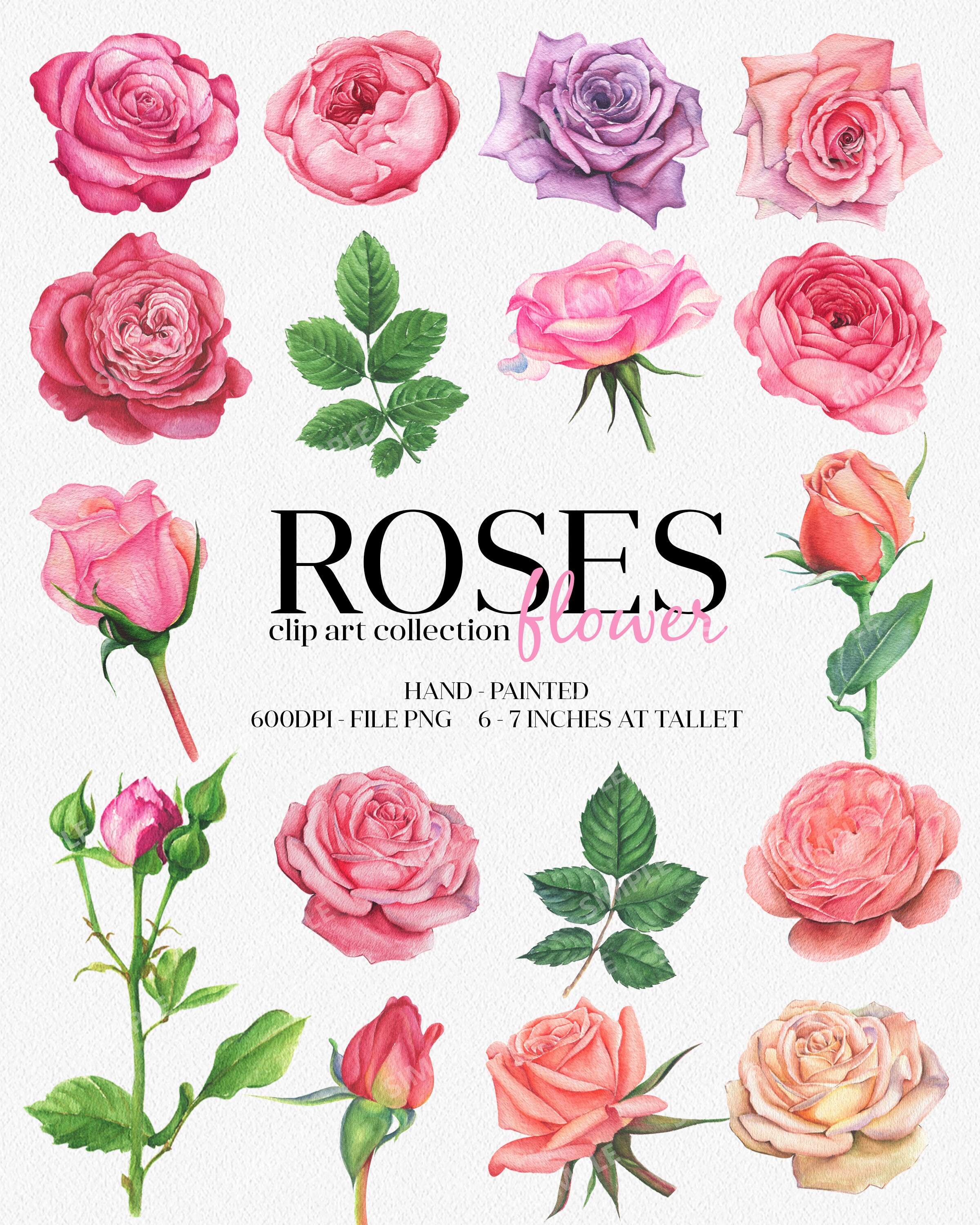 Roses Flower Clipart,watercolor Flower Clipart Burgundy and Blush,boho ...