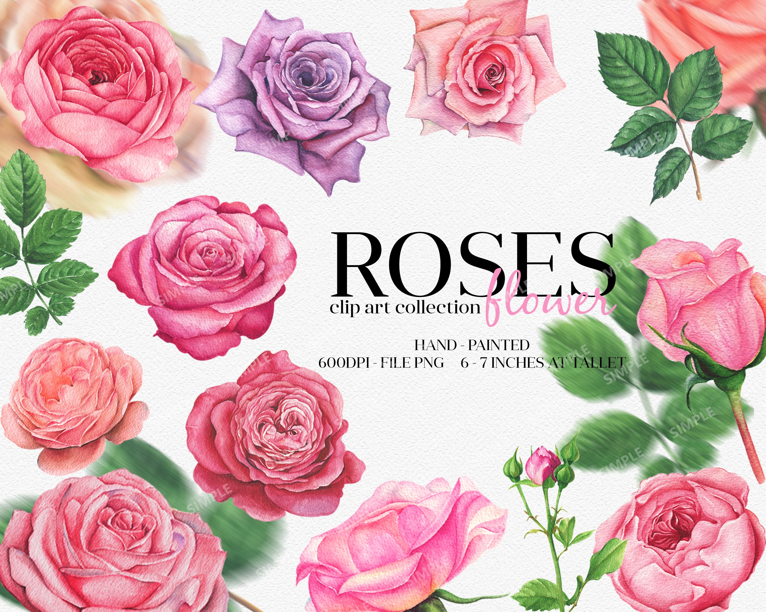 Roses Flower Clipartwatercolor Flower Clipart Burgundy and - Etsy