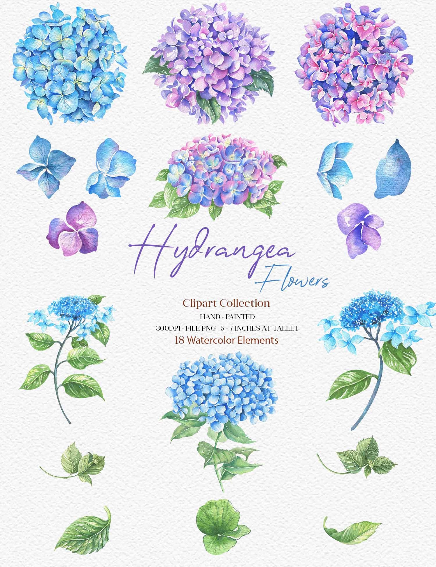Watercolor Hydrangea Flower Clipart,hydrangea Flower Elements,hydrangea ...