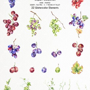 Grapes Watercolor Clipart, Watercolor Fruits Clipart,fruits Clip Art ...