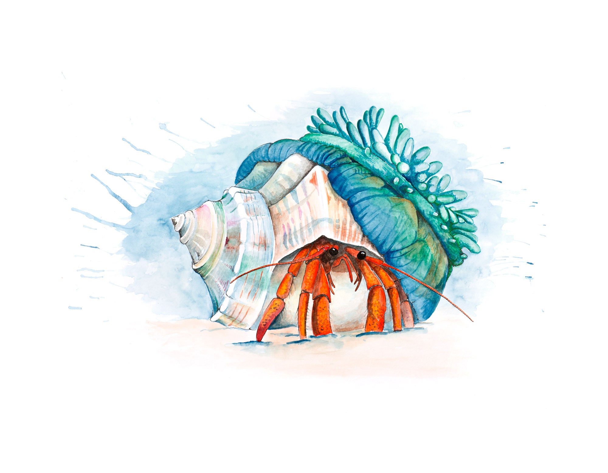 Crab and Anemone Sharing a Shell - Etsy