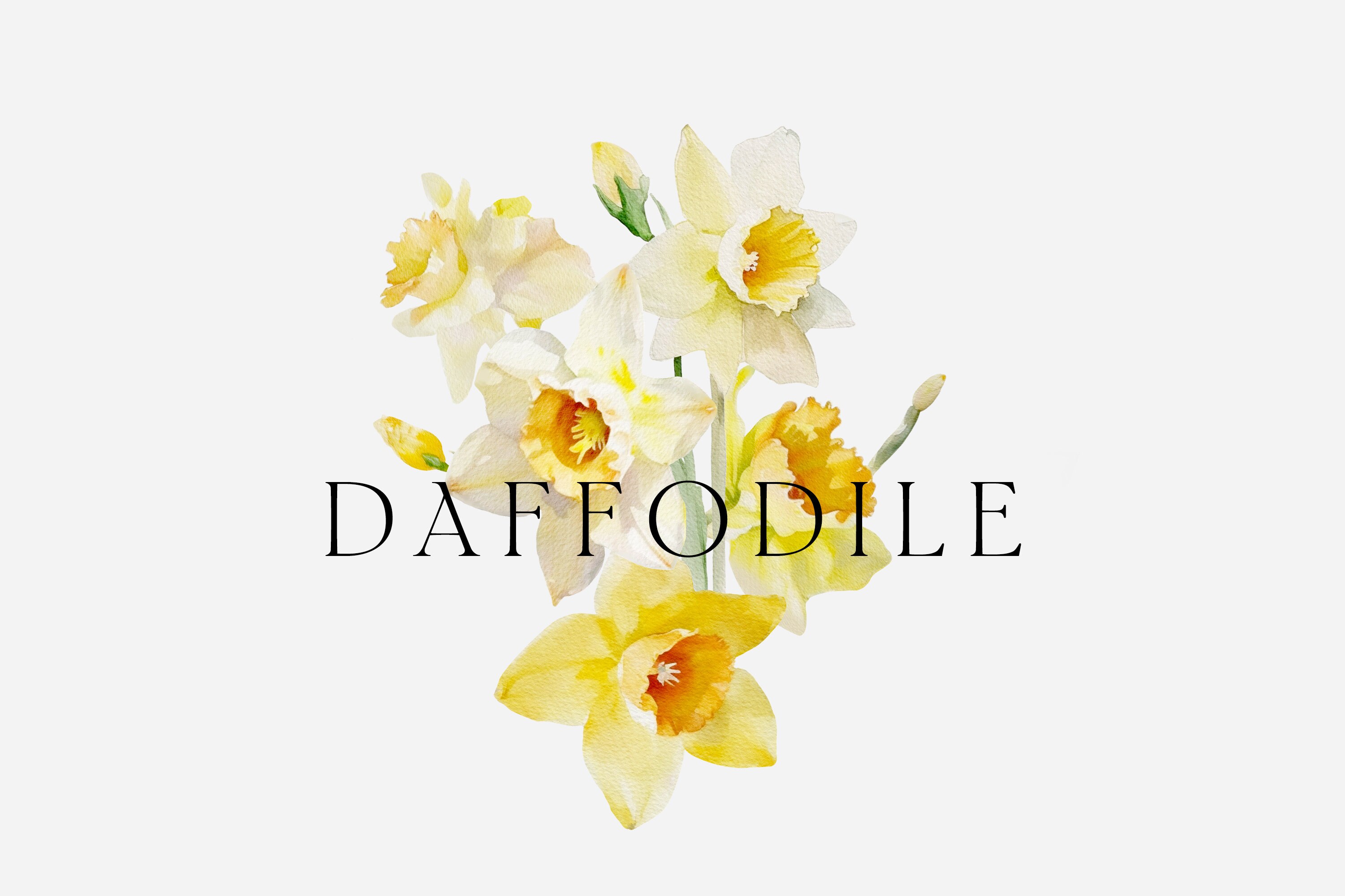 Daffodil Watercolor Clipart Set, Floral Bouquets, Wreath, Frame (PNG ...