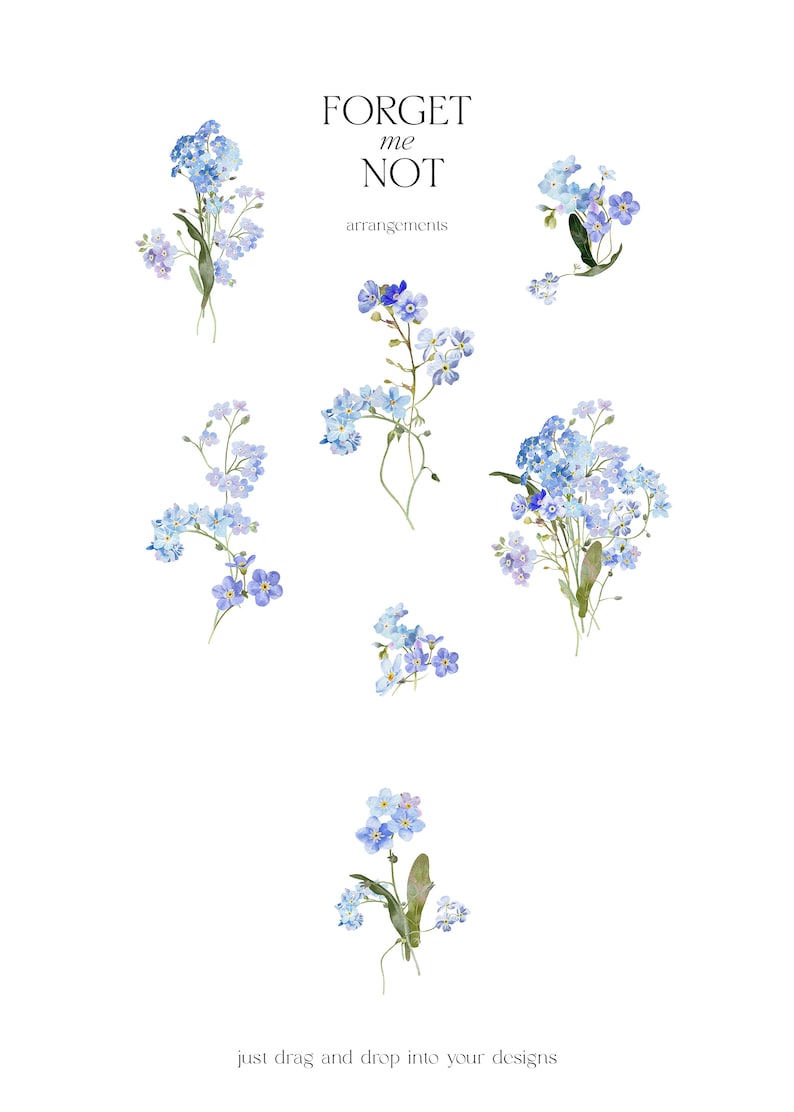 Forget Me Not Clipart Watercolor Forgetmenot Watercolor - Etsy