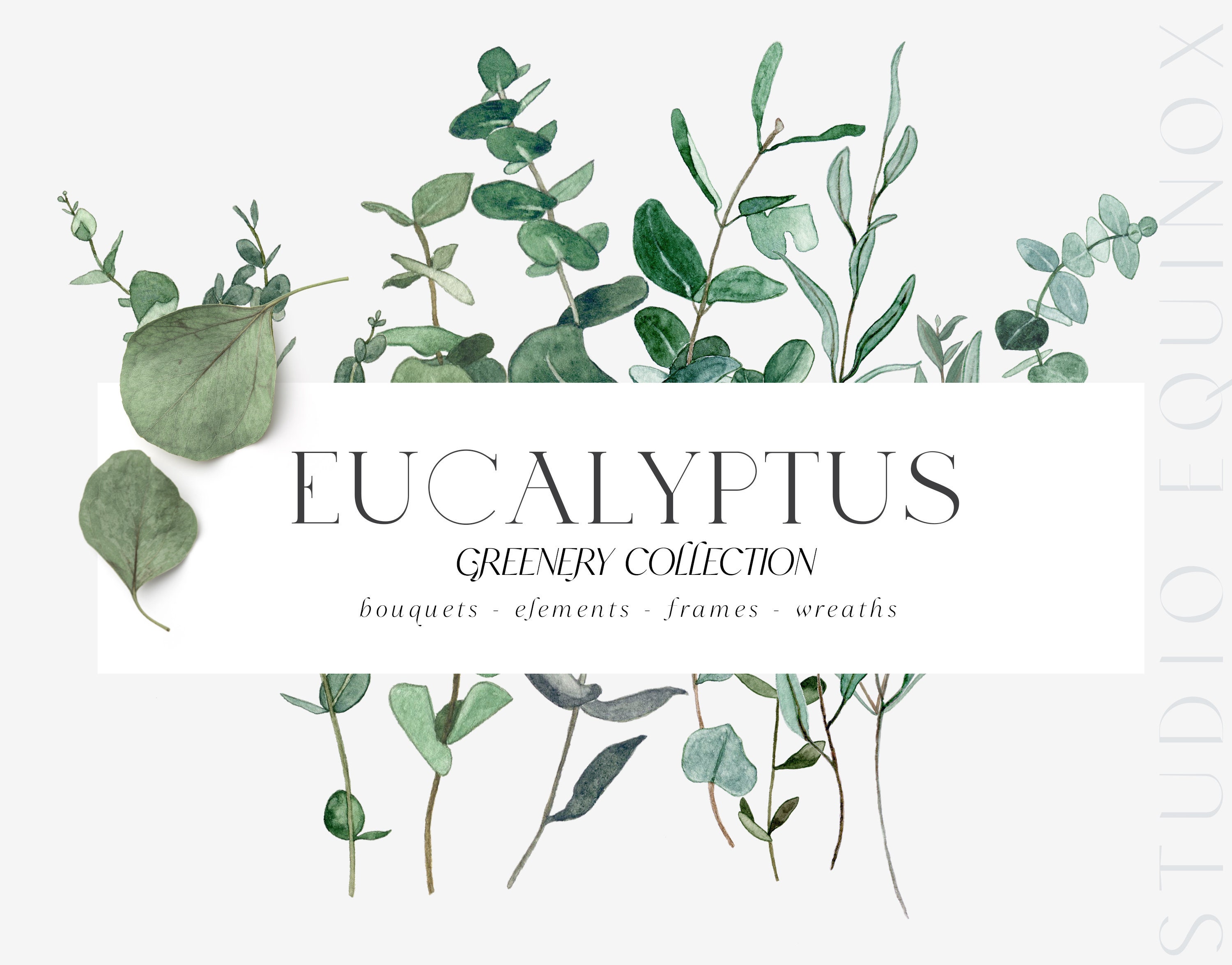 Watercolor Eucalyptus Greenery Collection Eucalyptus - Etsy