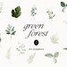 Eucalyptus and Fern Watercolor Clipart, Greenery Clipart, Soft Green ...