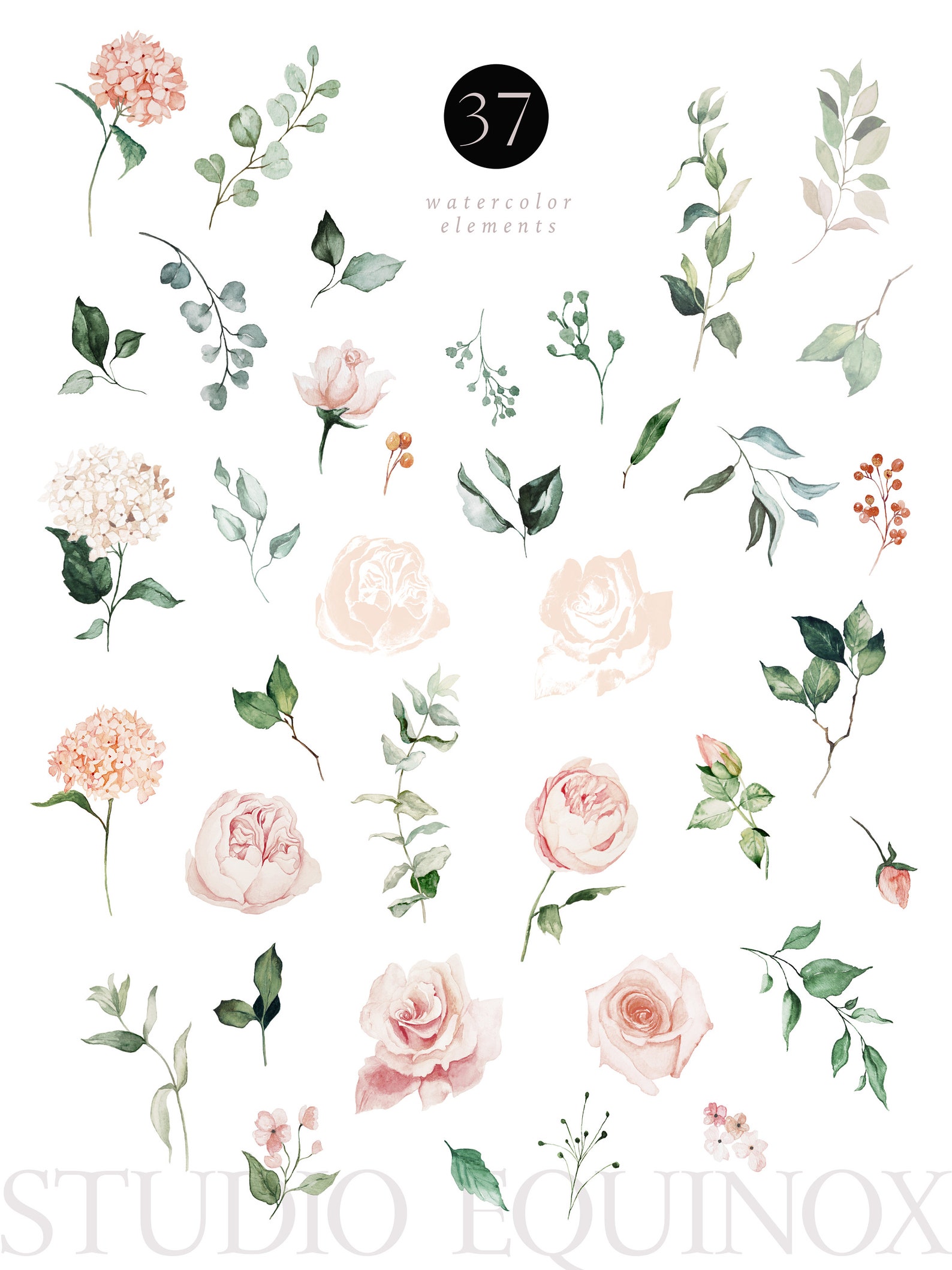 Clair and Blush Watercolor Graphic Elements Blush Rose - Etsy