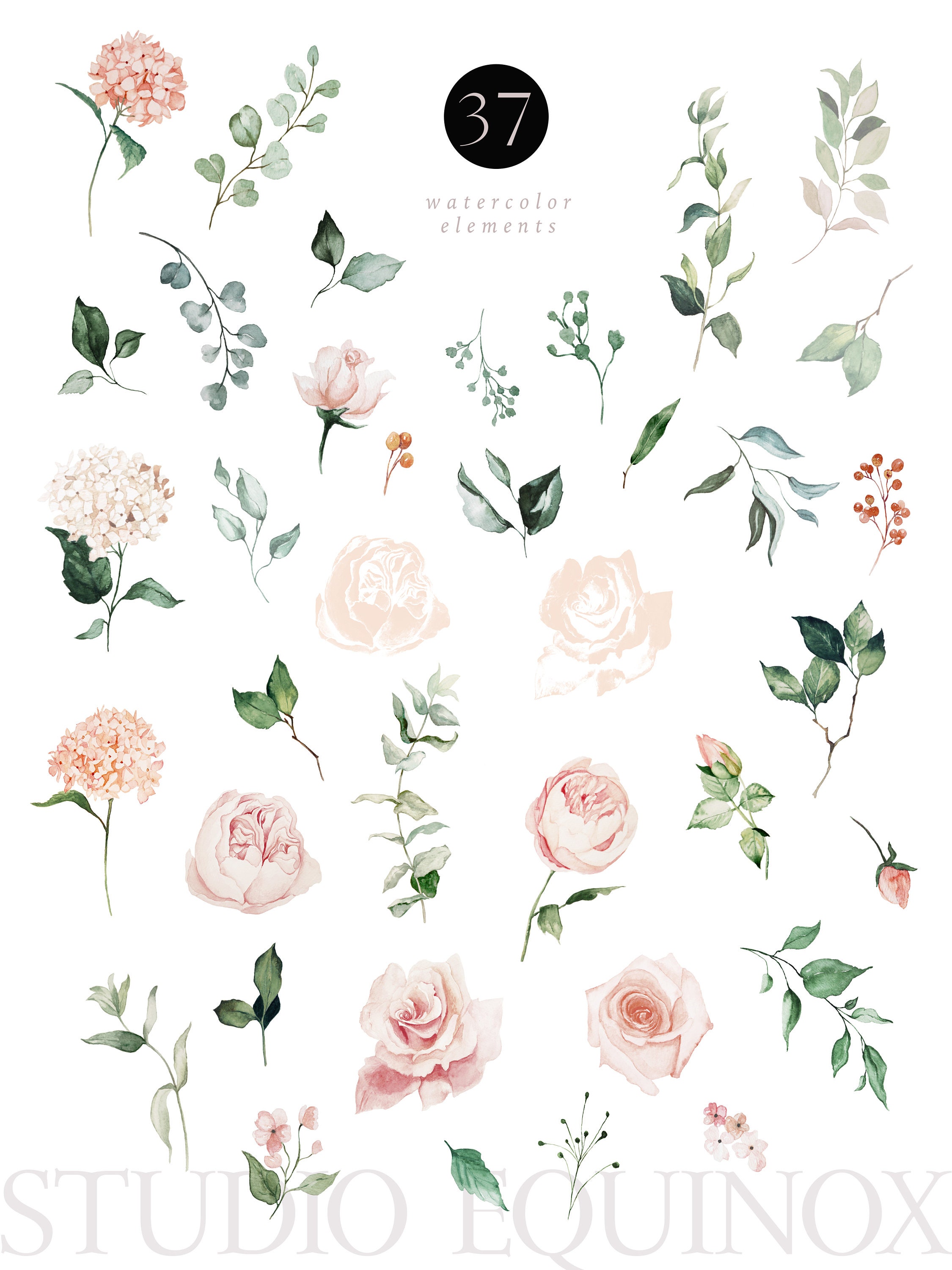 Clair and Blush Watercolor Graphic Elements Blush Rose - Etsy