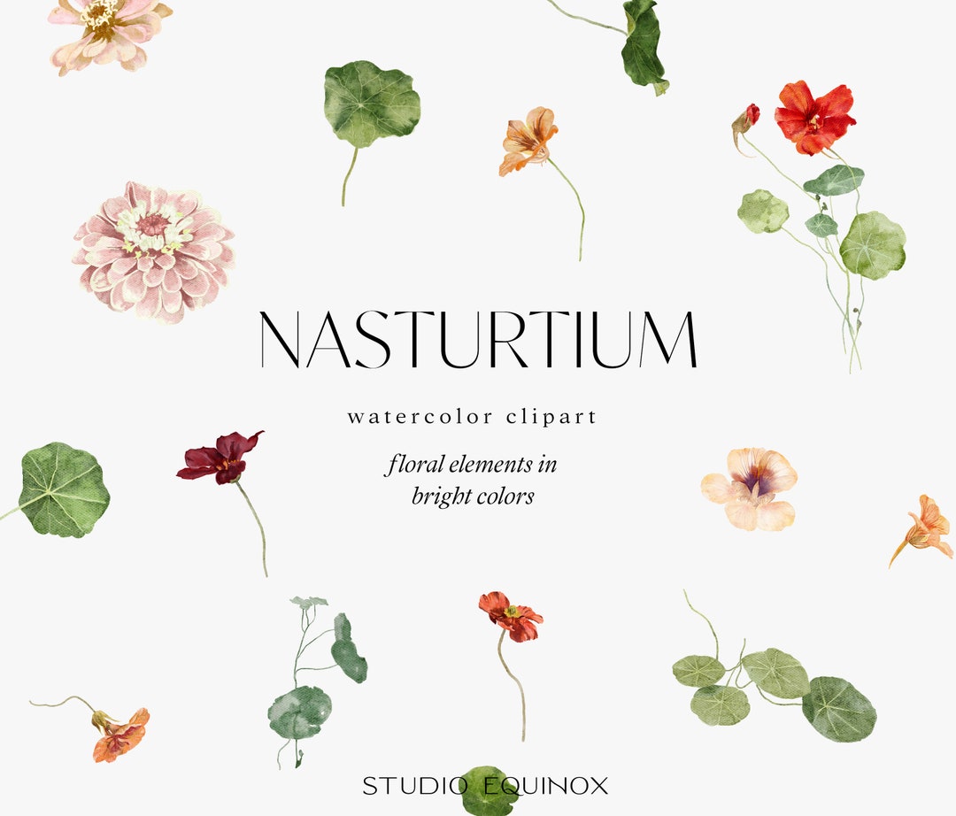 Watercolor Nasturtium Clipart, Summer Garden Flowers (PNG Digital ...