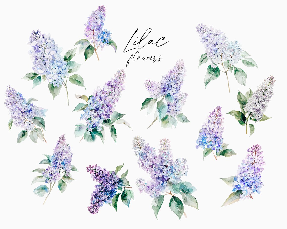 Watercolor Lilac Clipart, Spring Floral Design Elements (PNG) - Etsy