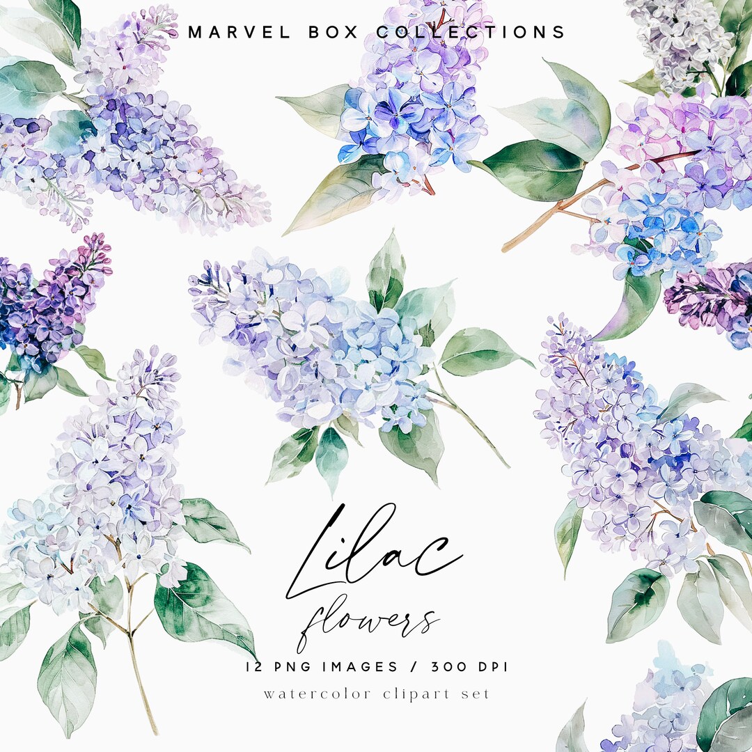 Watercolor Lilac Clipart, Spring Floral Design Elements (PNG) - Etsy