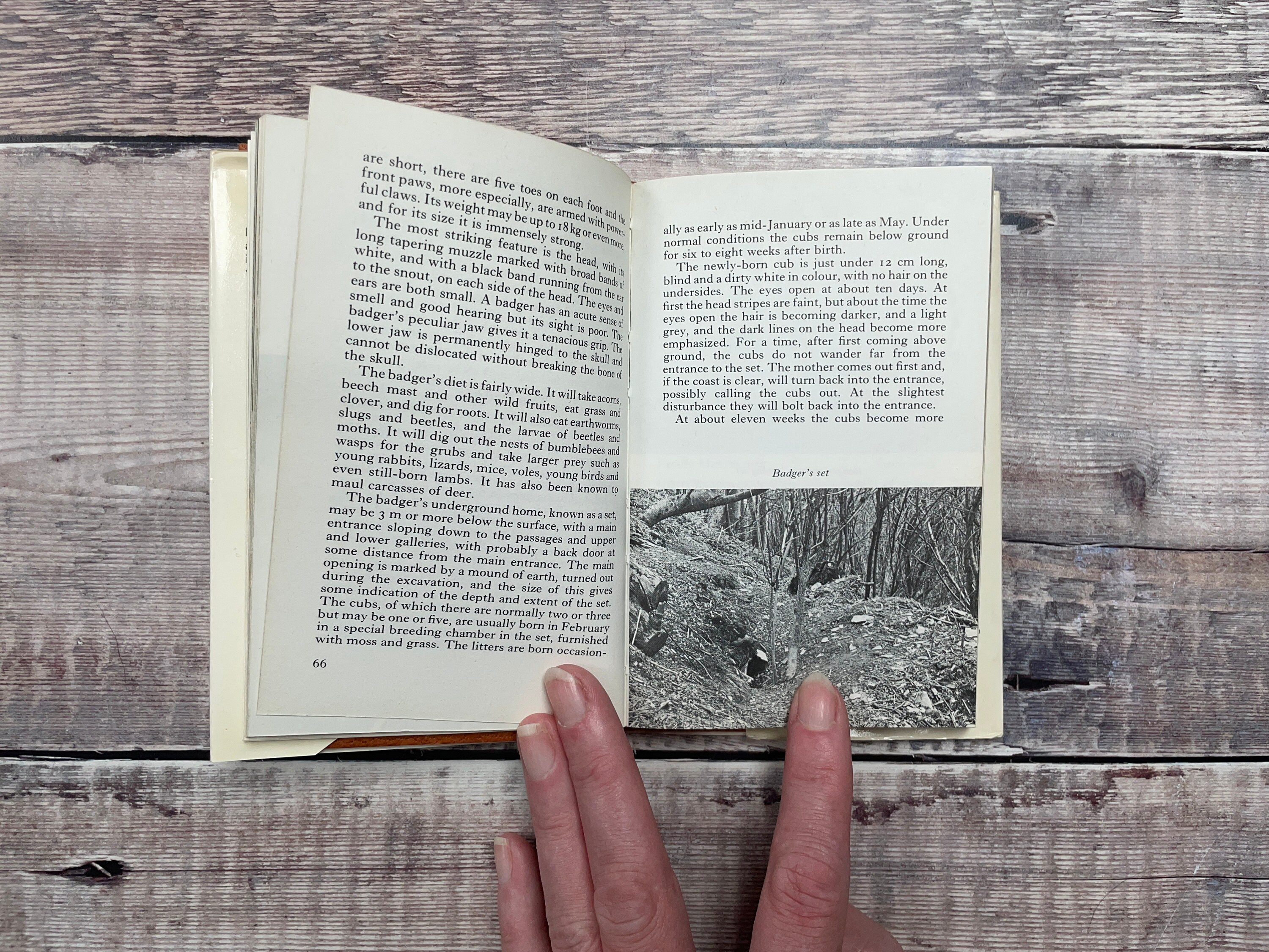 The Observers Book of Wild Animals of the British Isles by - Etsy UK