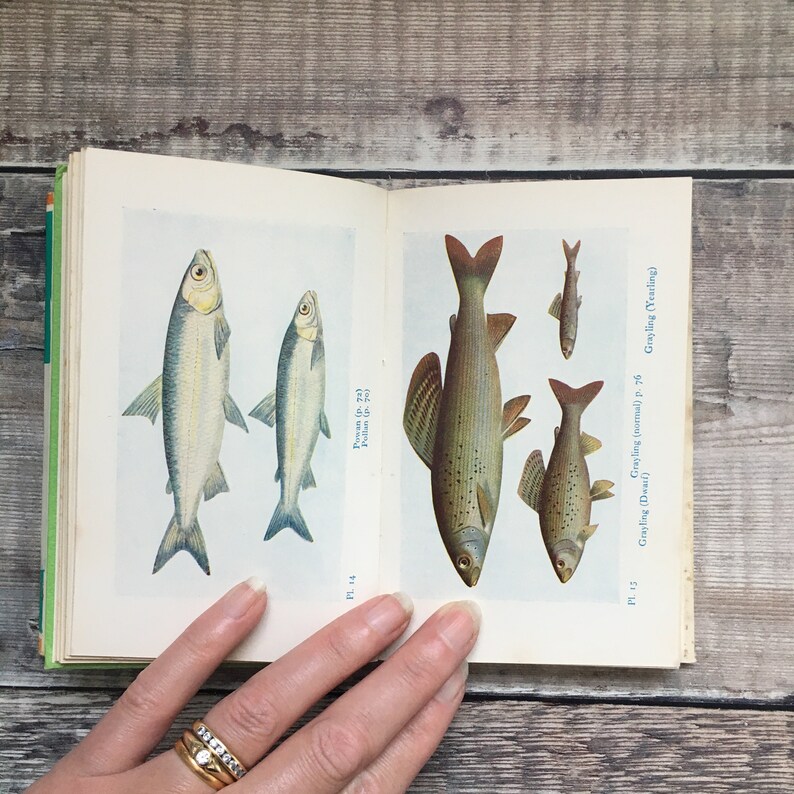 The Observer's Book of Freshwater Fishes by T B Bagenal | Etsy