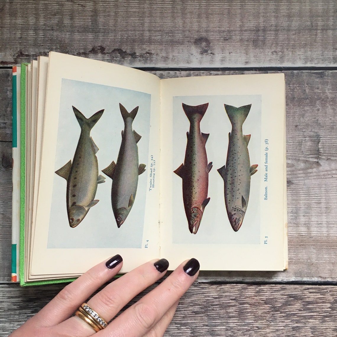 The Observer's Book of Freshwater Fishes by A. Laurence | Etsy UK