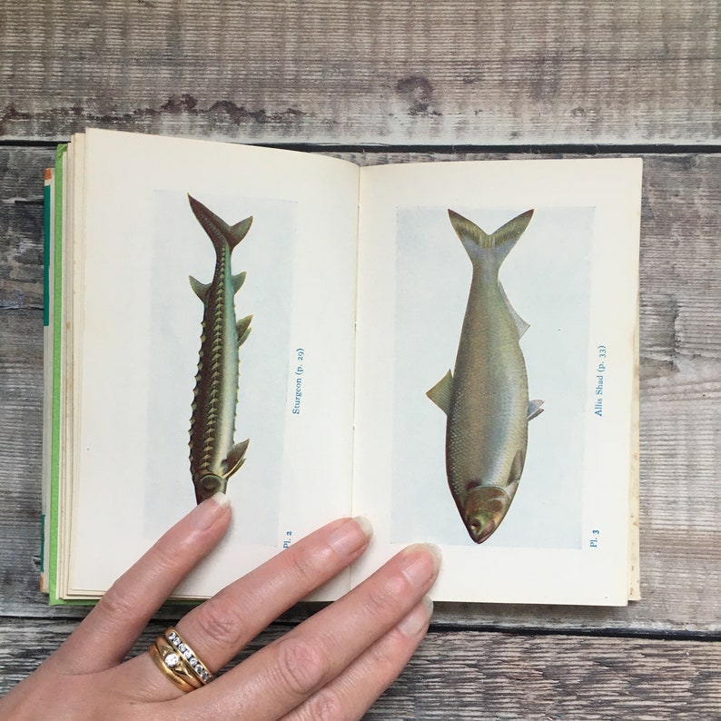 The Observer's Book of Freshwater Fishes by T B Bagenal | Etsy