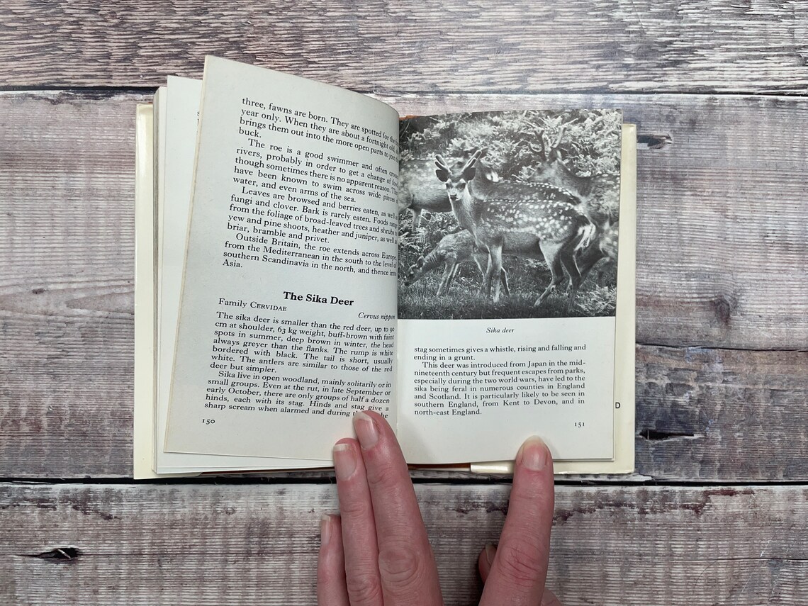 The Observers Book of Wild Animals of the British Isles by - Etsy UK