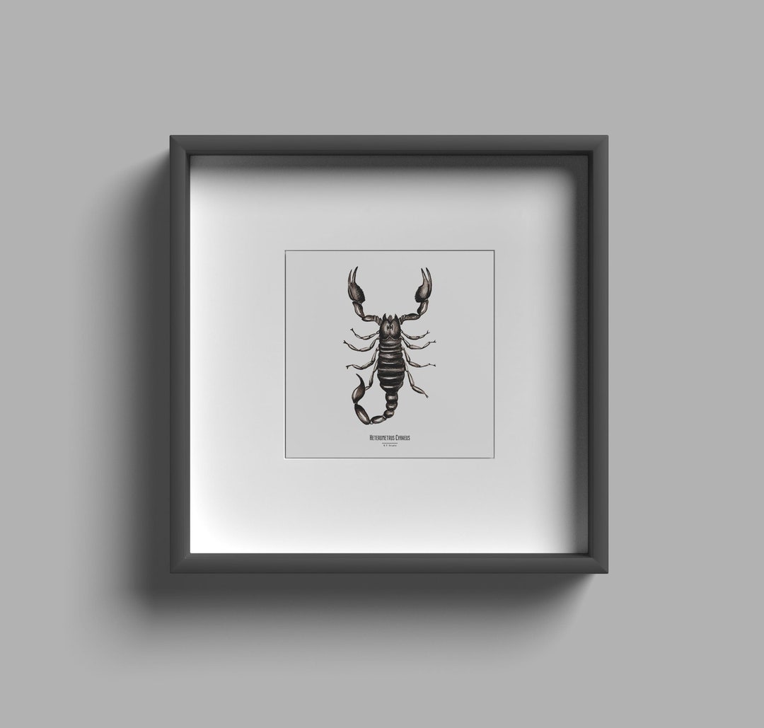 Illustration Insect Square Map Scorpion Entomological Poster Cabinet of ...