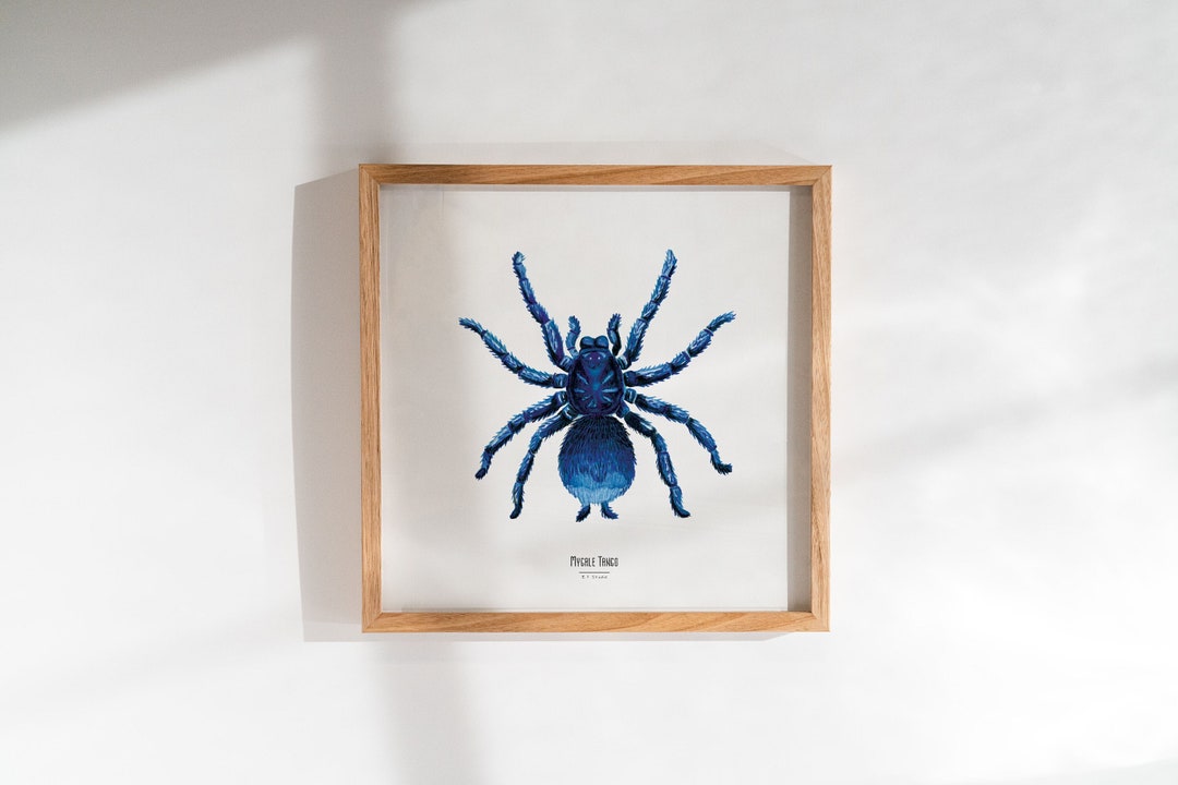 Illustration Square Insect Card Spider Arachnology Cabinet of ...
