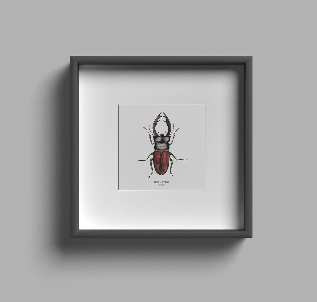 Illustration - Square Insect Card - Beetle - Entomological Poster ...