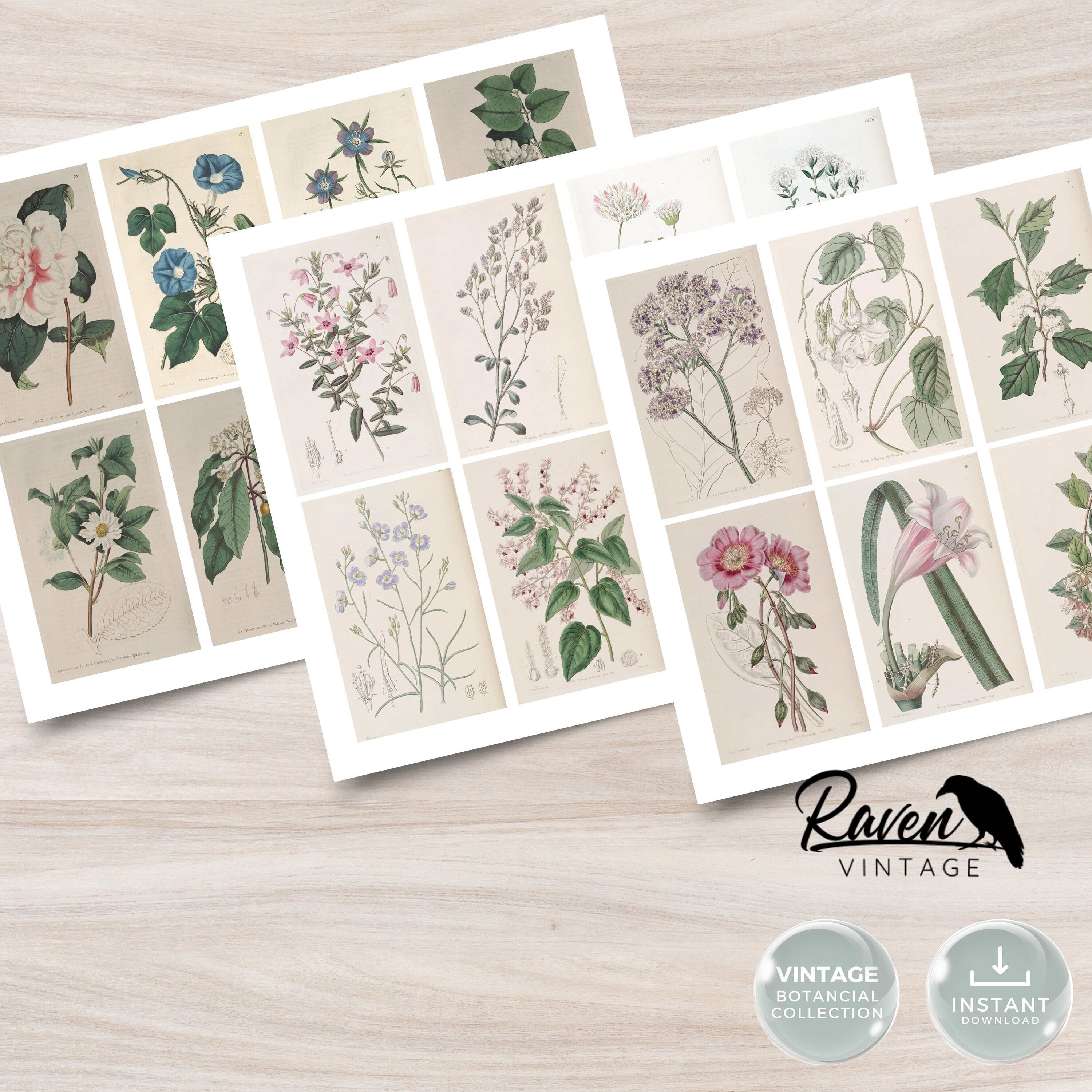 Vintage Flora Journal Cards, Botanical Ephemera (digital Download) - Etsy