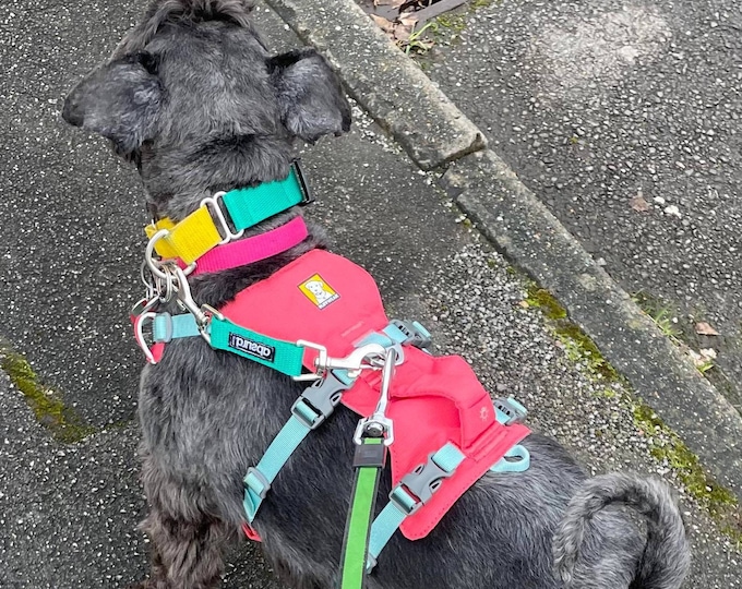 Harness to Collar Safety Clip, 3 Widths, 25 Colors, Safeties, Backup ...