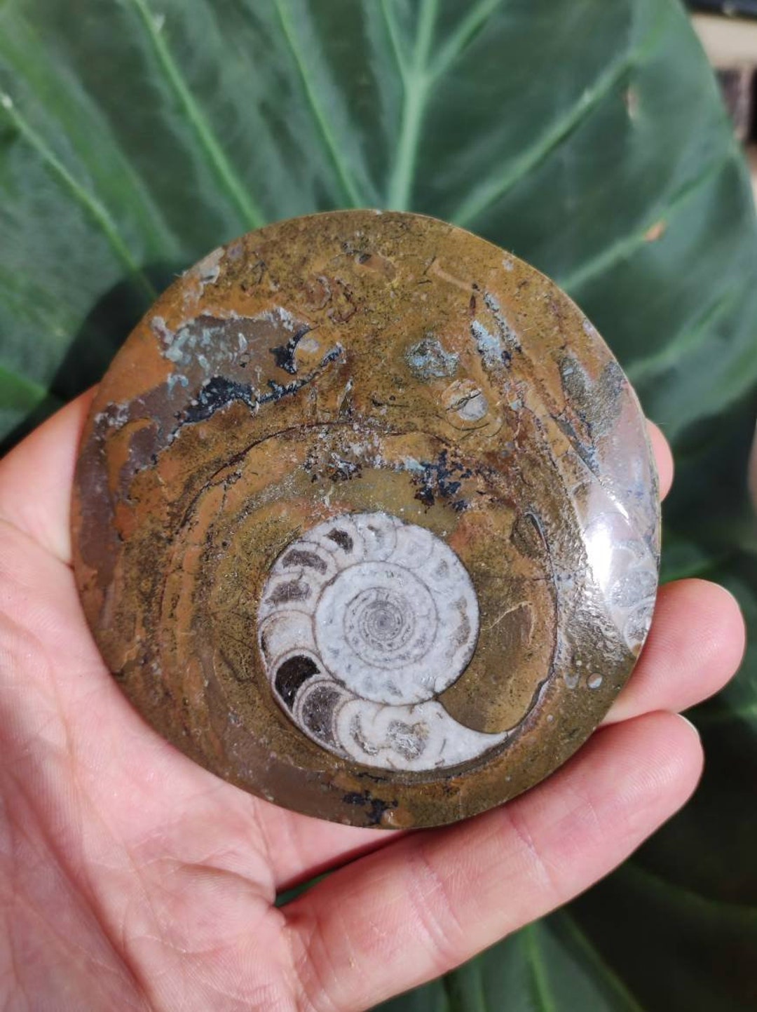 Ammonite & Orthoceras Fossil ~ Decorative Plate Stage Snail Large ...