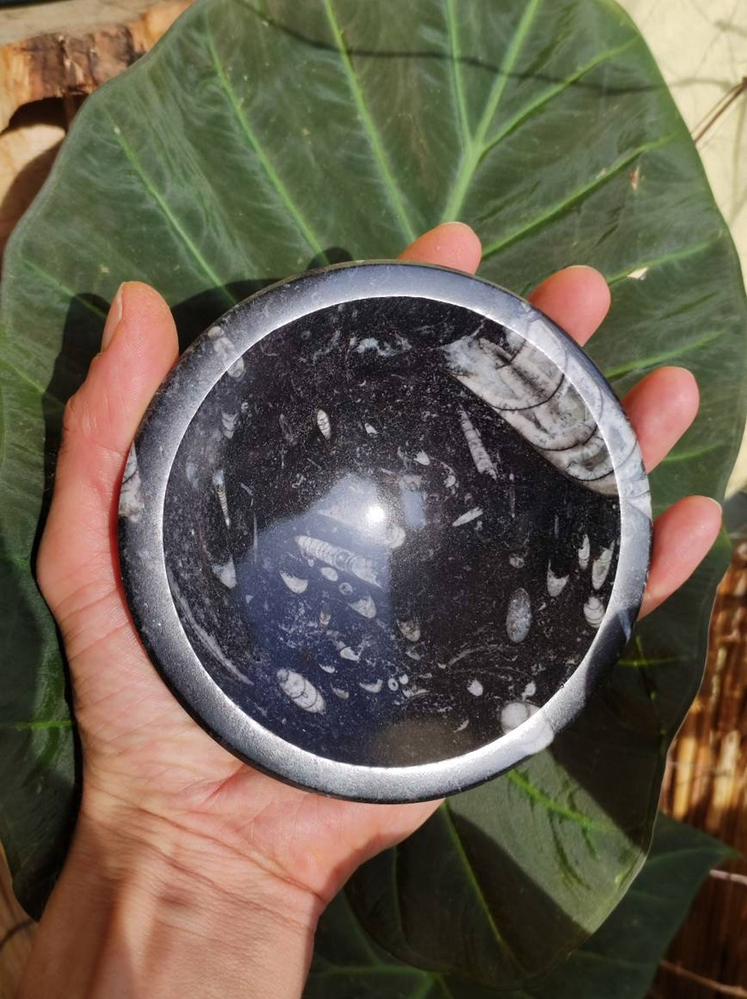 Orthoceras Fossil Bowl Plate Bowl Tier Snail Large Decorative Piece ...