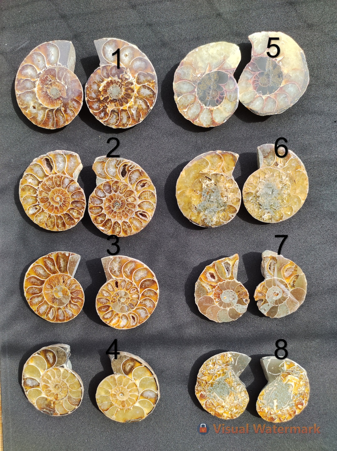 Ammonite Pair Fossil Snail Decorations Mediation Craft Macrame HIPPIE ...