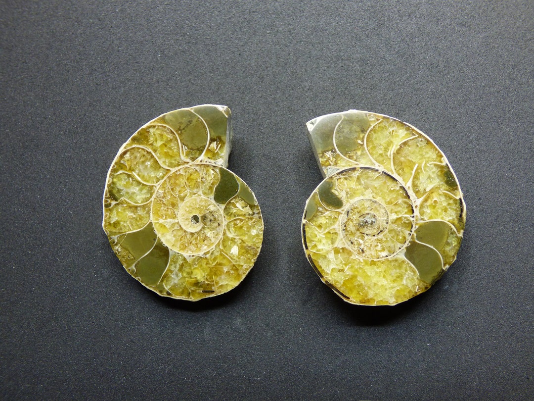 Ammonite Pair Fossil Snail Decorations Mediation Craft Macrame HIPPIE ...