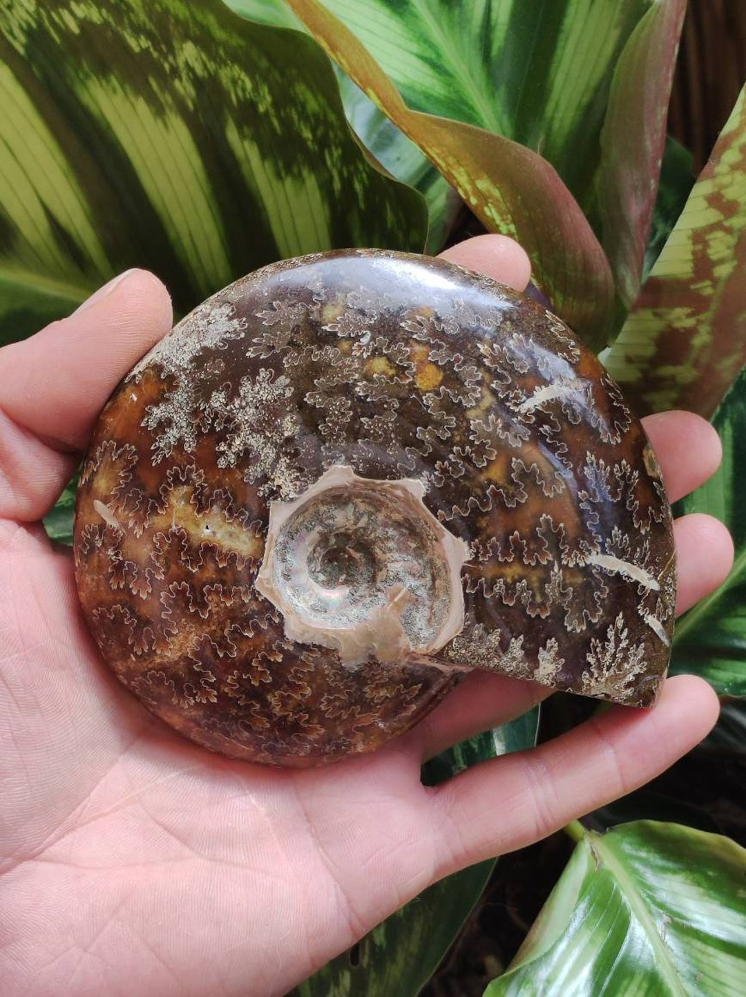 Ammonite Fossil Opalescent Snail Large Decorative Piece HIPPIE GOA boho ...