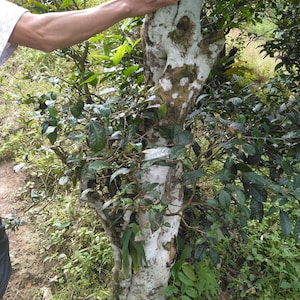 2018 Autumn naka Gushu 100g Cake Old Tree Puerh - Etsy